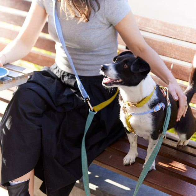 Cord Adjustable Dog Leash - Cutie Pie